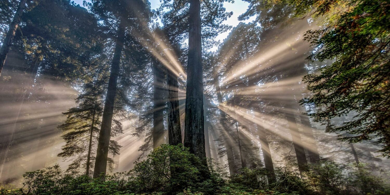 Redwood Revelation - Bret Webster Images