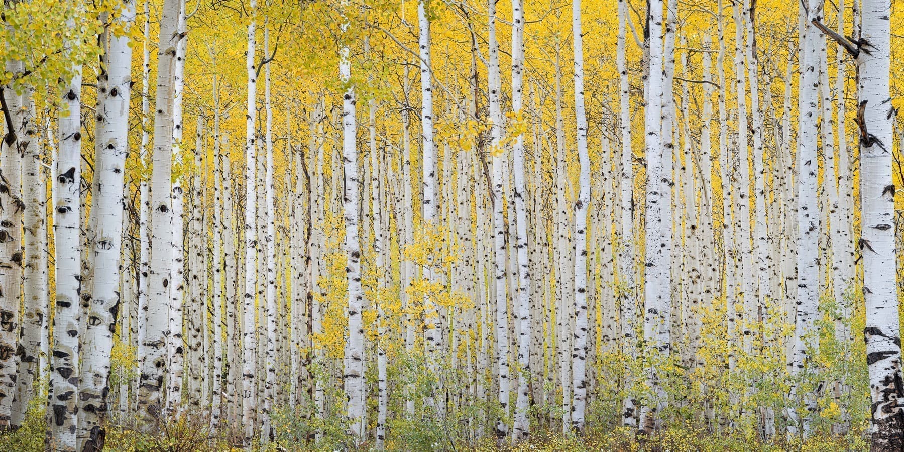 Aspen Expanse 2.0 - Bret Webster Images