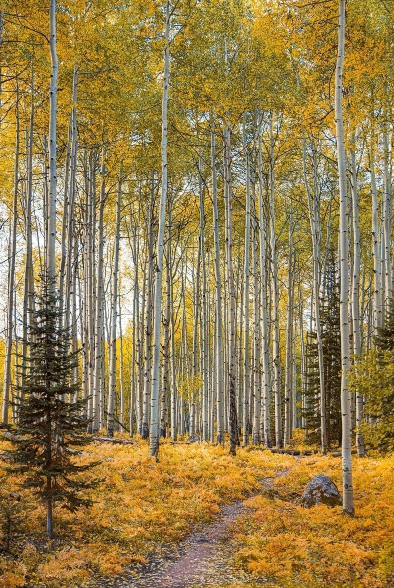 Autumn Path - Bret Webster Images