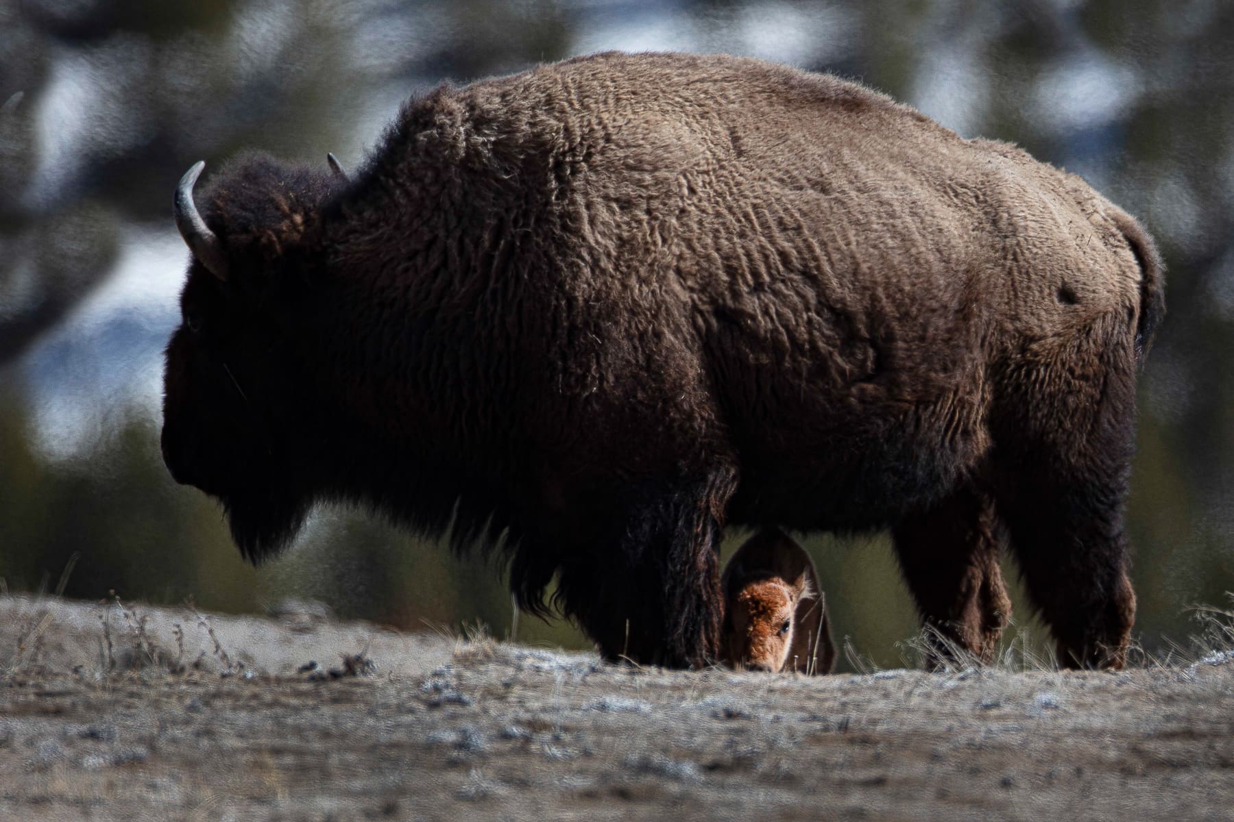 YS Bison baby 1 - Bret Webster Images