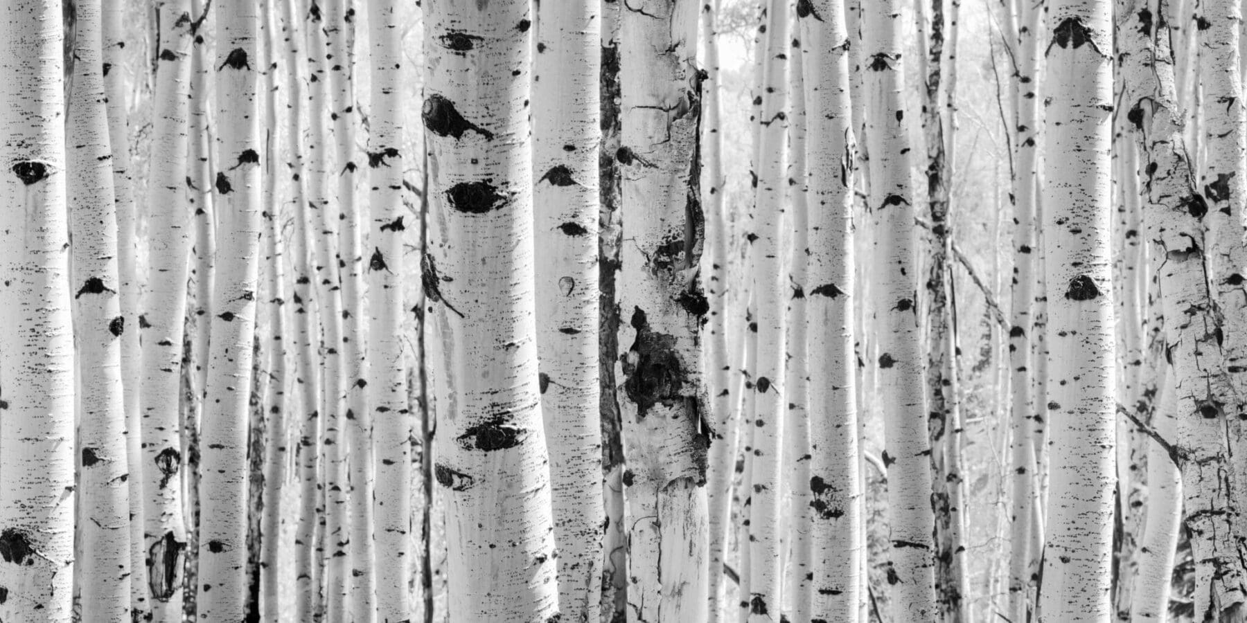 Aspen Extreme 2.0 b&w 1 - Bret Webster Images