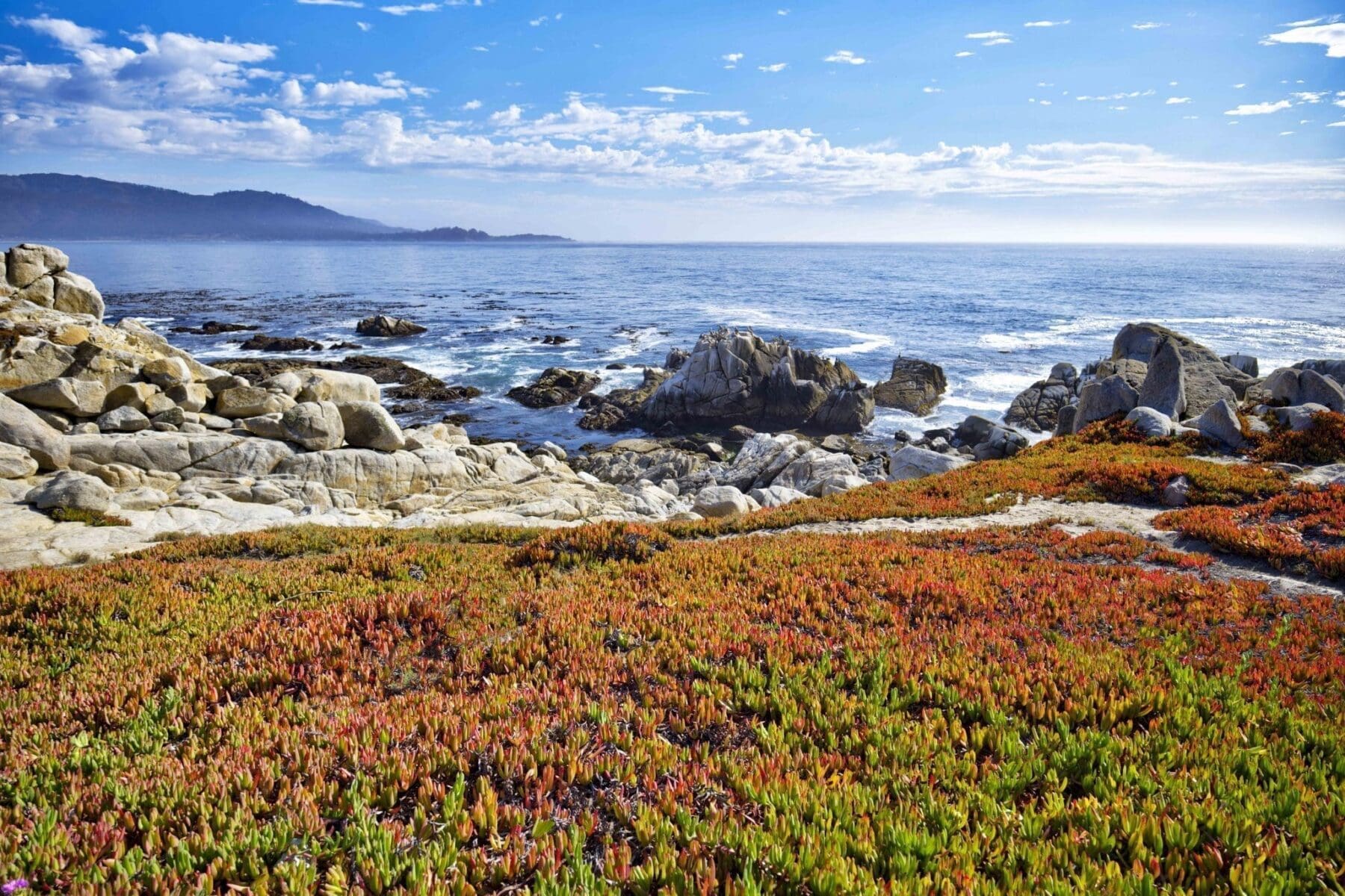 Iceplant Carmel Seashore - Bret Webster Images