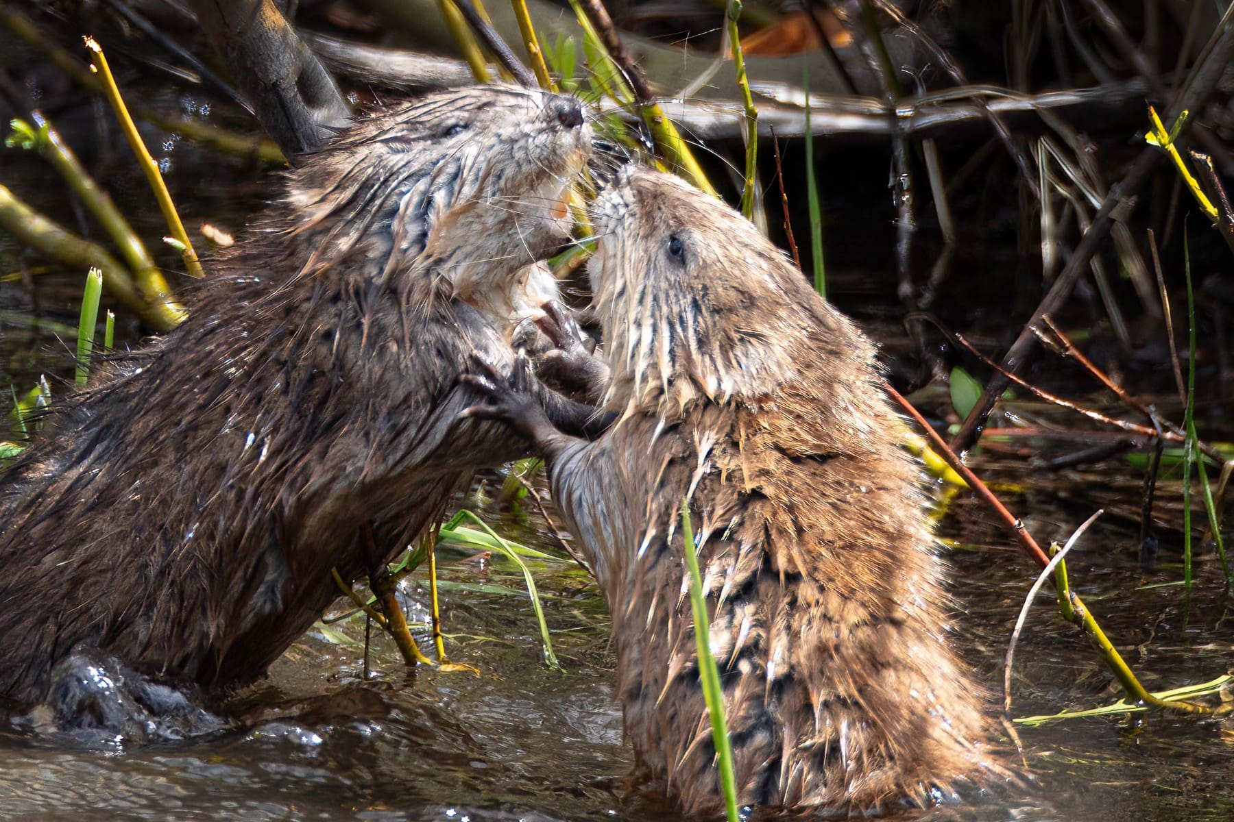 Muskrat Love - Bret Webster Images